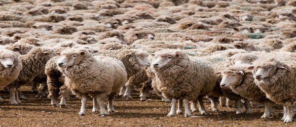 Stockyard and Fencing Solutions | Livestock Handling Solutions